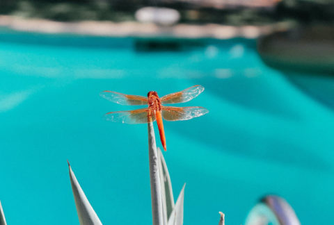 Ducks In Pool: How to Keep Bugs & Wildlife Out | Pool Marvel